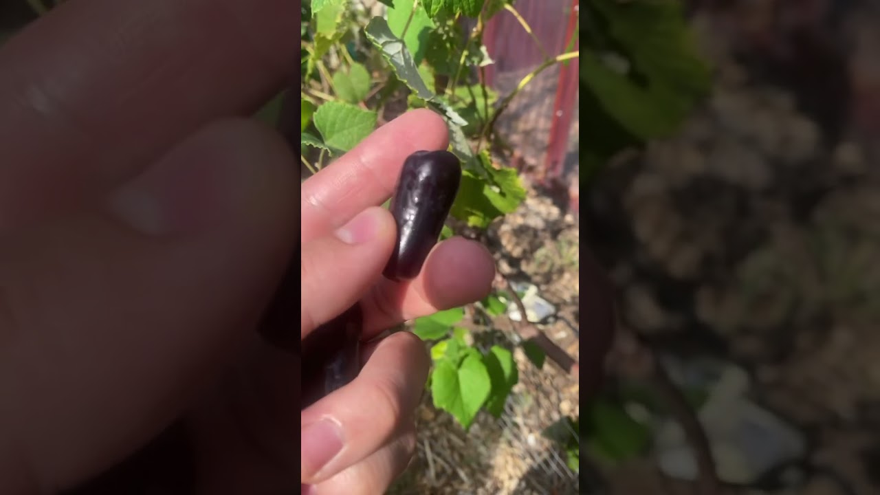 The Power of Selective Breeding!!!