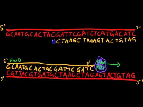 Primer Design for PCR