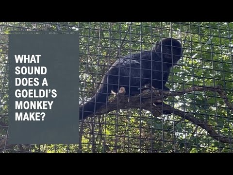 What Sound Does A Goeldi's Monkey Make? @papaatthezoo