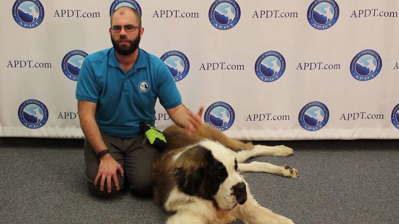 Big Dogs, Big Hearts - The Difference in  Owning a Large Breed Dog (APDT Train Your Dog Month)
