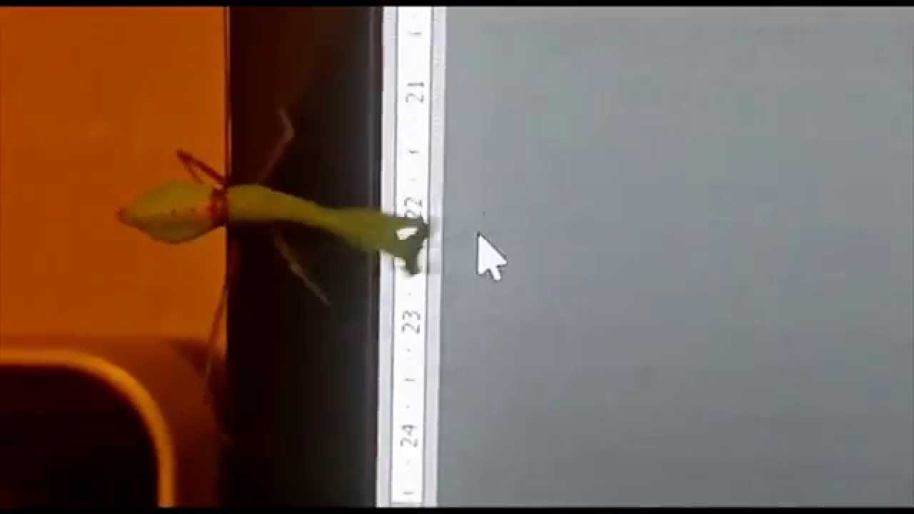 Praying Mantis VS Mouse Cursor