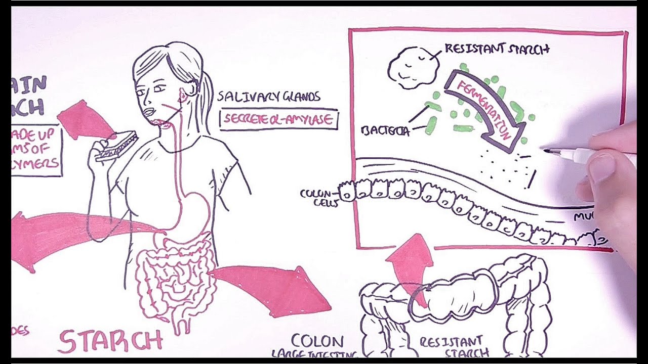 Hungry Microbiome: Starch Digestion