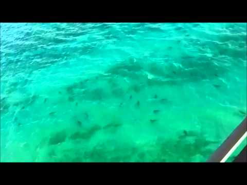 Blacktip & Spinner shark migration | Calendar Earth