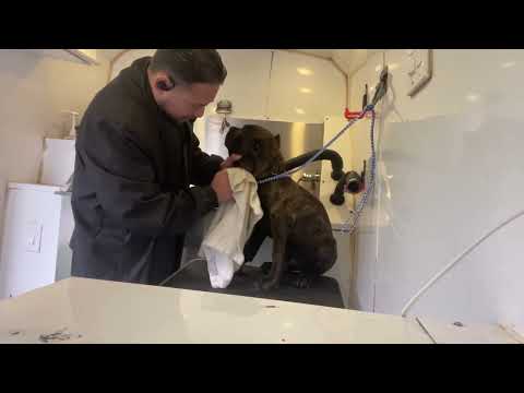 Pet wellness Dogfathers grooming service plus is here for you and your companions