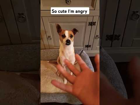 So cute I'm ANGRY #dog #memes #funny #pets #cutenessoverload
