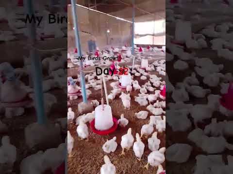 2100 poultry farm mengement 🐔🐔🐔