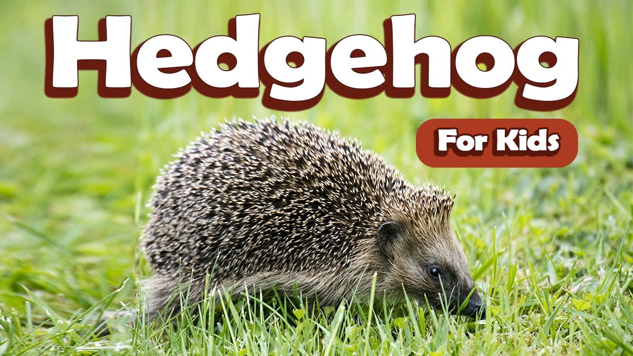 Hedgehog for Kids | Learn About Wild Animals for Kids