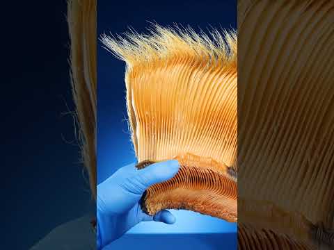 How Does Whale Baleen Work?