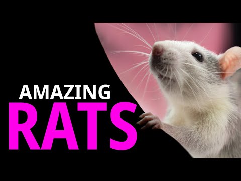 10 Surprising True Facts About Rats - Fun Facts & Information