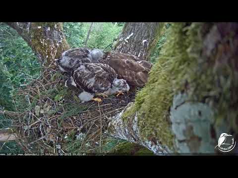Black Kite - Melnās klijas (Milvus migrans) Kurzemē - LDF tiešraide 22.06.2025 08:54