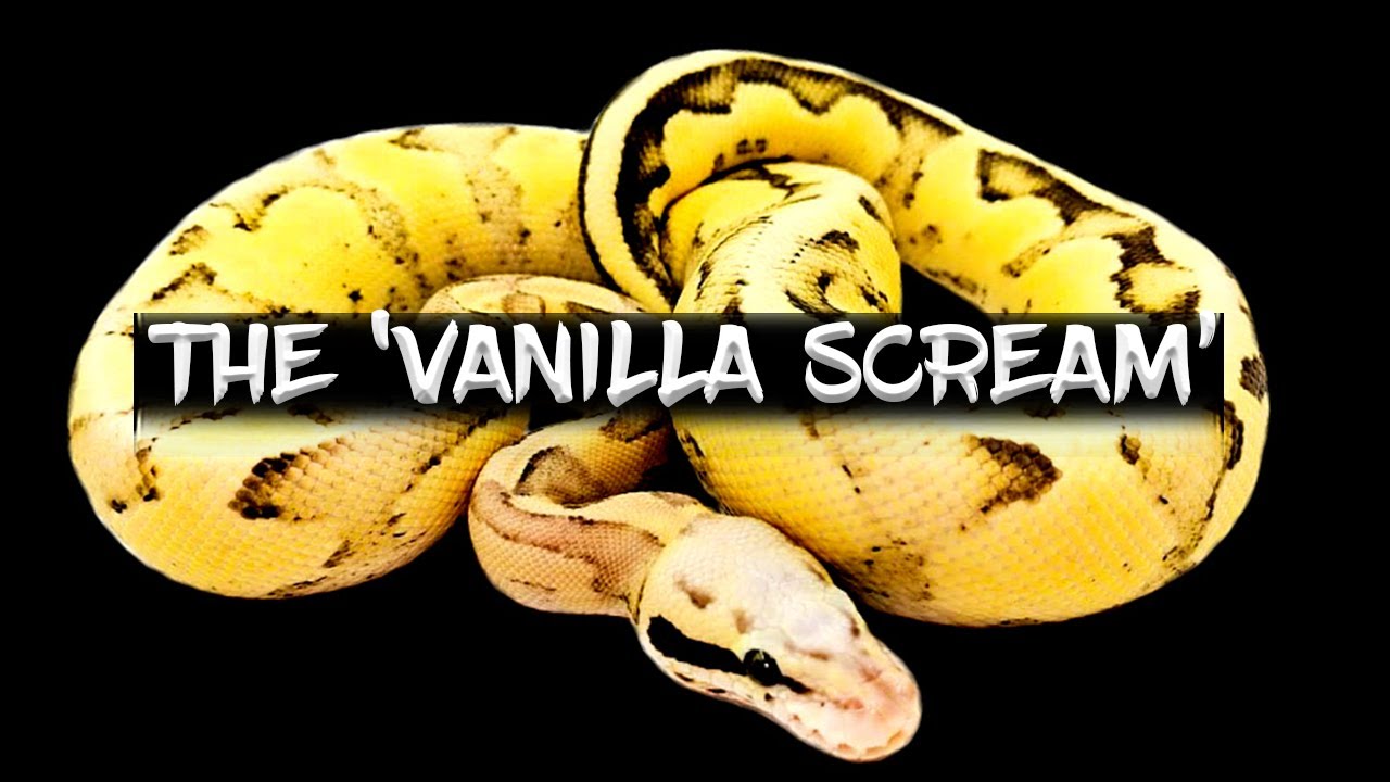 The 'Vanilla Scream' Ball Python!