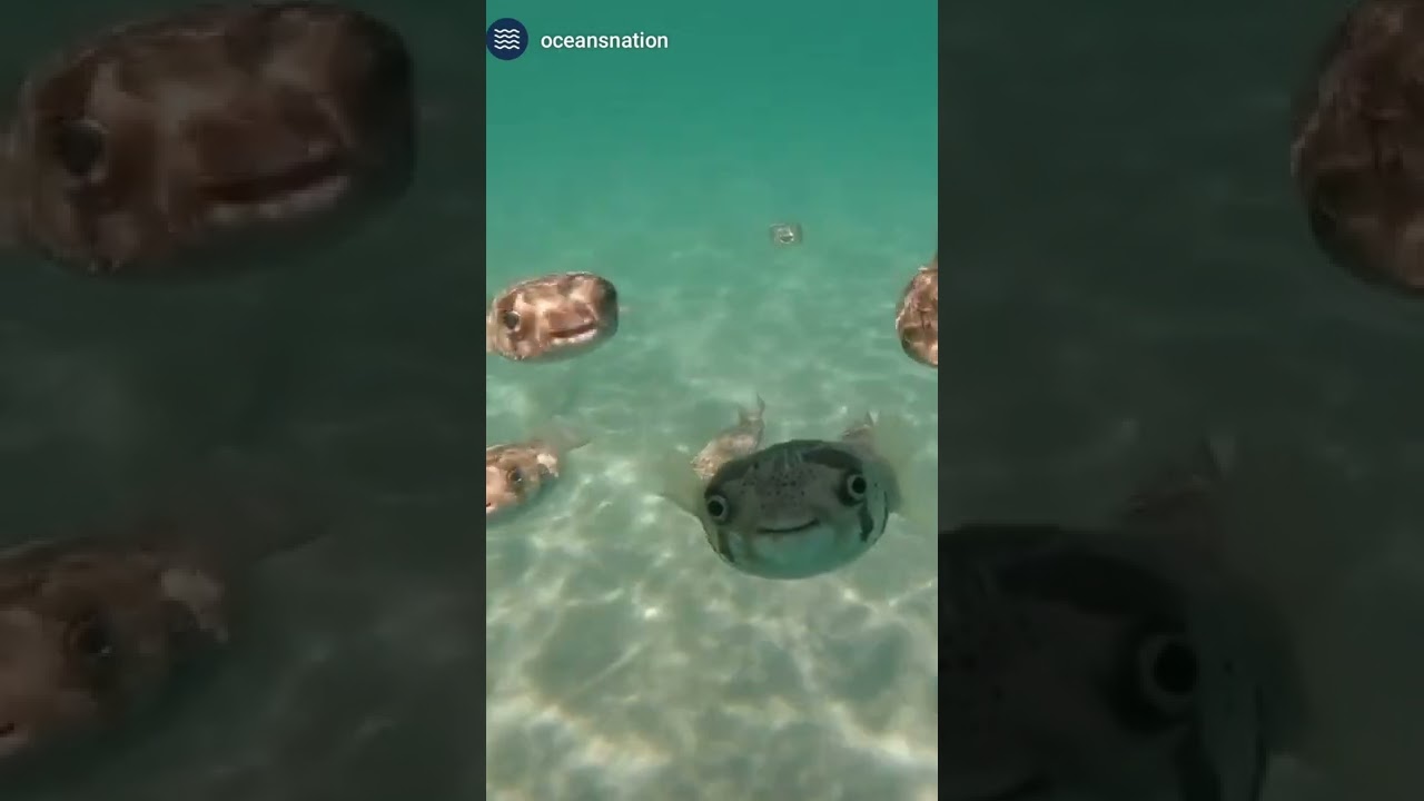 Smiling puffer fish