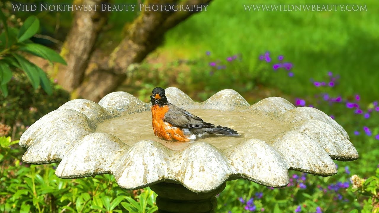 Robin Splashing in a Birdbath (4K)
