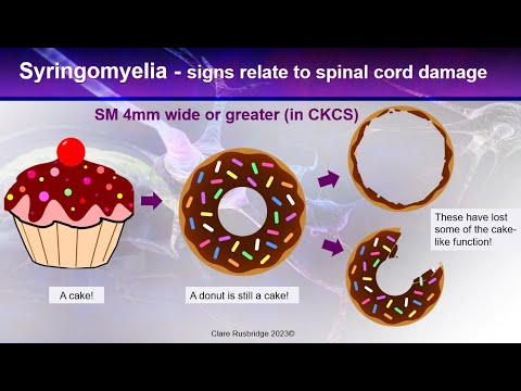 Clinical Signs of Canine Chiari and Syringomyelia - from the expert