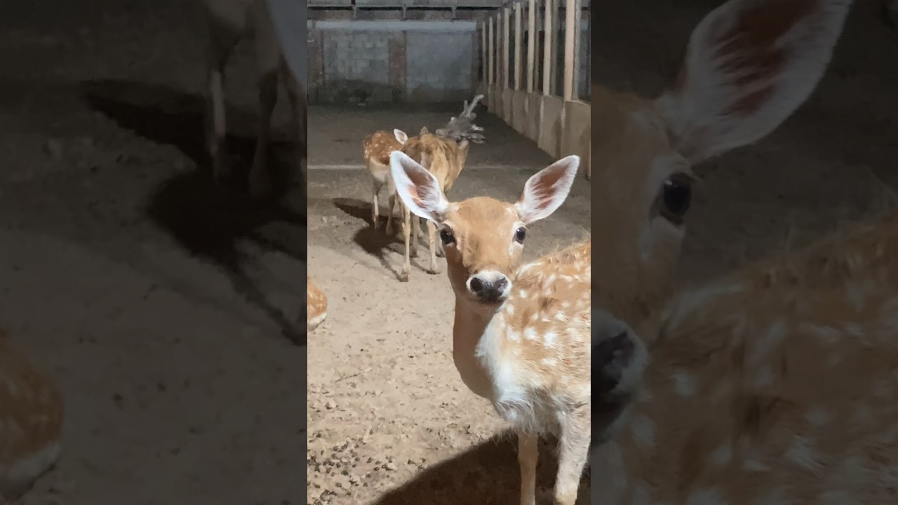 Skin Walker Shape Shirts into Deer 🦌 Disguise on Camera! Wendigo? | Squatch Watches #shorts #video