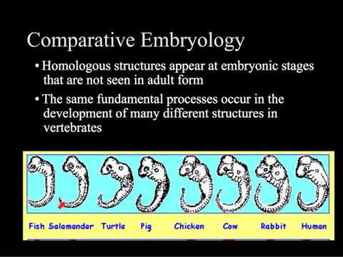 Evidence of Evolution