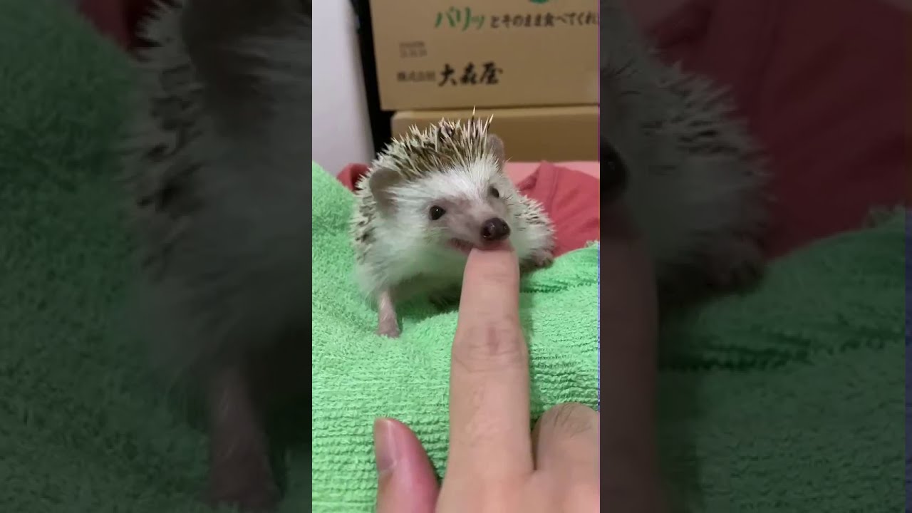 Hedgehog/Biting a finger!!!!!