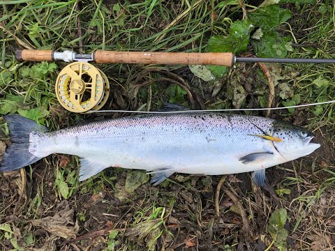 Another of the Agryle farmed salmon caught on the fly in the river Garnock in Kilwinning.