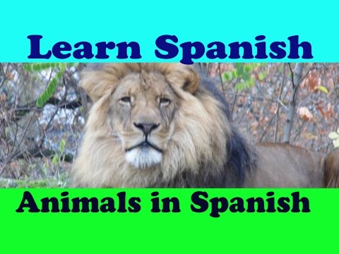 Learn Spanish # Spanish for beginners # Animals in Spanish and basic words