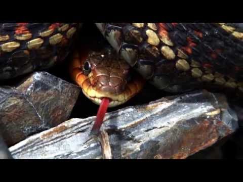 Dumbfounded by Nature - The Strike