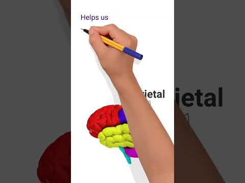 Four Lobes of the Brain π§