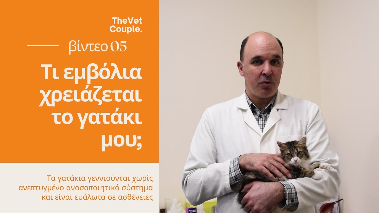 Τι εμβόλια χρειάζεται το γατάκι μου; - TheVetCouple