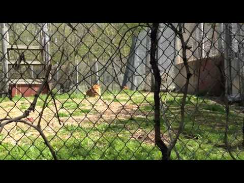 Big cat rescue Centerpoint, Indiana 5