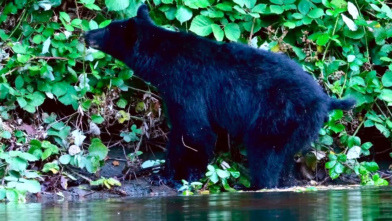 Bear Pooping   4K
