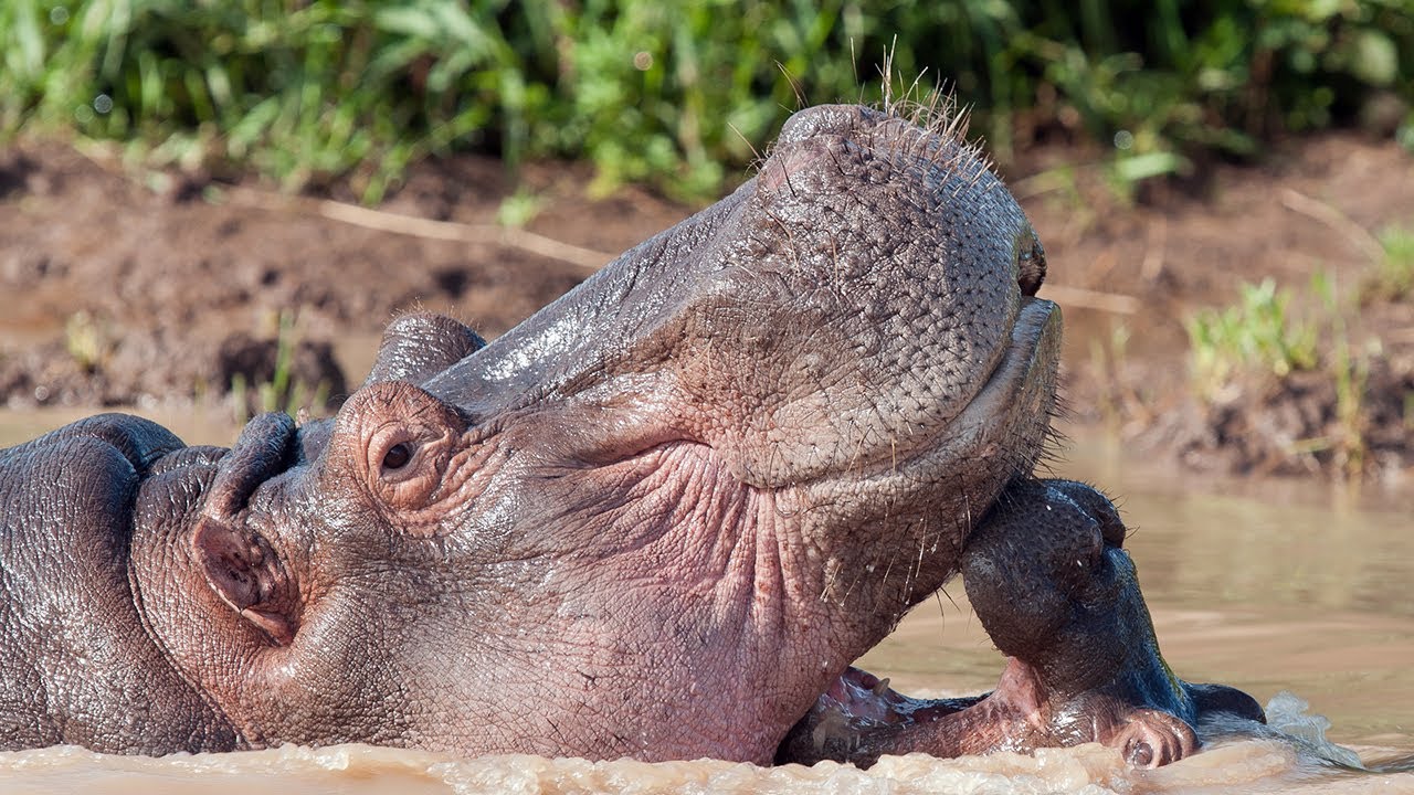 Seismic Hippo Communication - A Citizen Science Project
