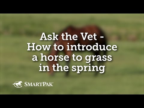 Ask the Vet - How to introduce a horse to grass in the spring