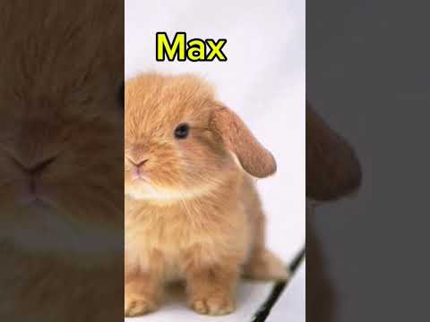 cute bunny names ideas #rabbit #rabbit #bunny #viral #music