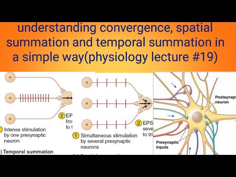 convergence,spatial summation, and temporal summation