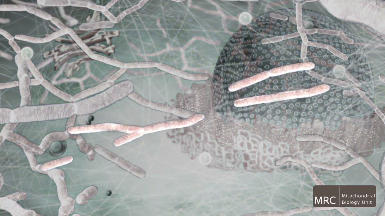 Mitochondrial Fission and Fusion (narrated)