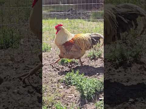 Carolus Rooster And His Hens Staying Cool #chicken #duck #animalbrain