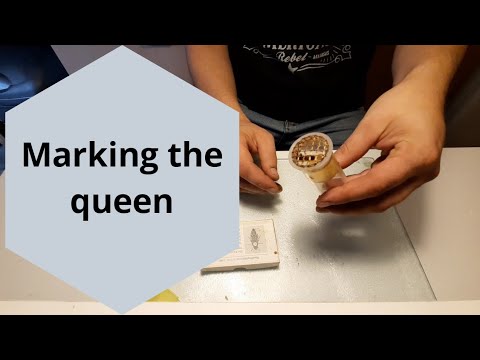 How to mark a honey bee queen; Apis mellifera carnica