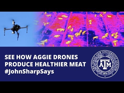 Texas A&M AgriLife Research Targets Feverish Cows with Drones