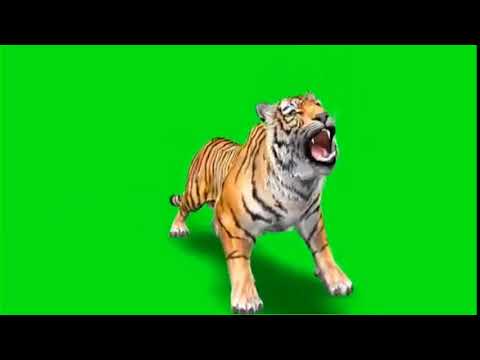 New tiger || green screen lion || no copyright green screen video || download free