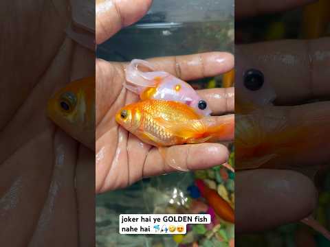 VIRAL of golden fish 🎣😍 !! #facts #amazingfacts #factsinhindi #knowledge #goldenfish