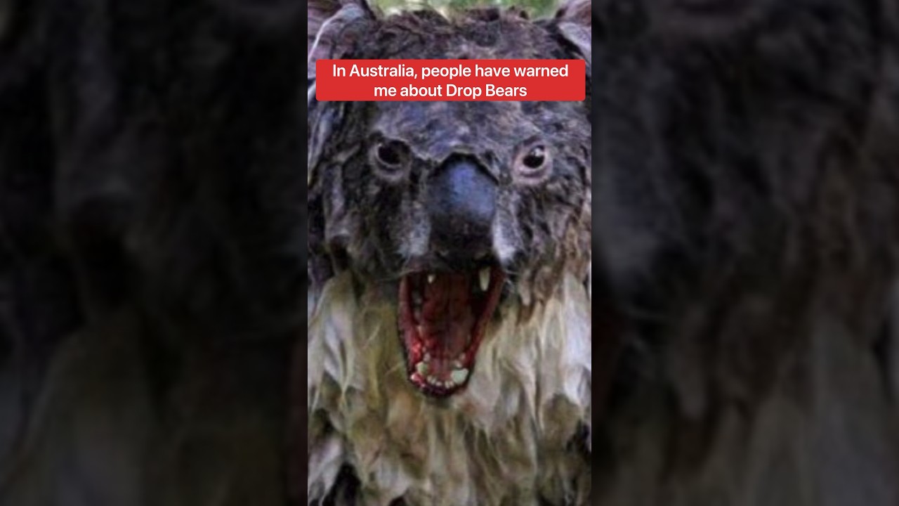 Are Drop Bears REAL?!!! 😱🐨#shorts #australia