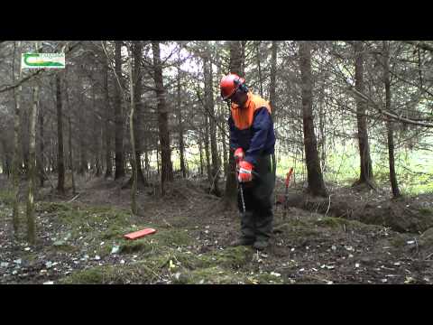 The importance of inspection paths in conifer forests
