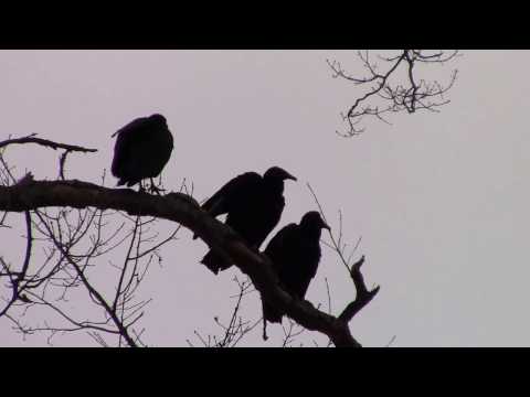 Vultures (Buzzards) In Our Trees