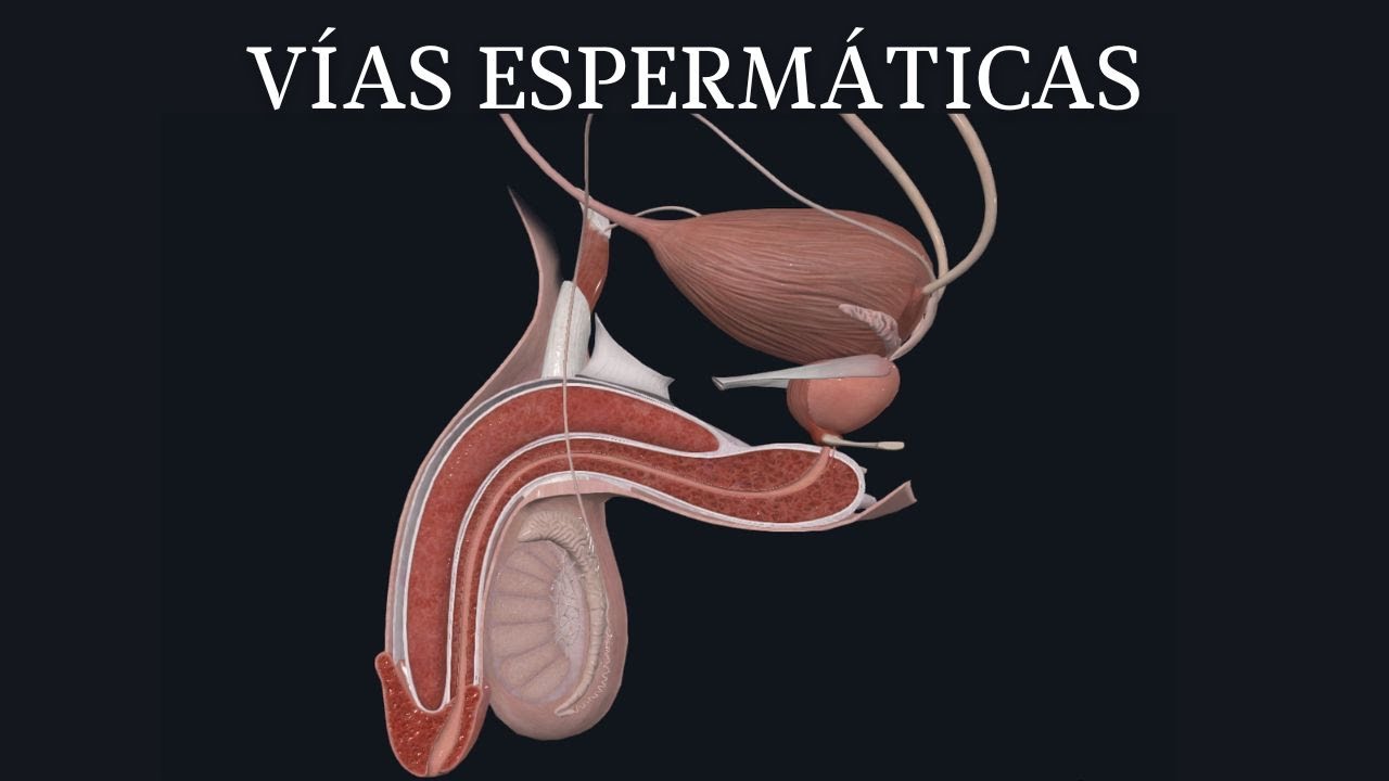 ¿COMO VIAJAN LOS ESPERMATOZOIDES DESDE LOS TESTÍCULOS A LA URETRA?