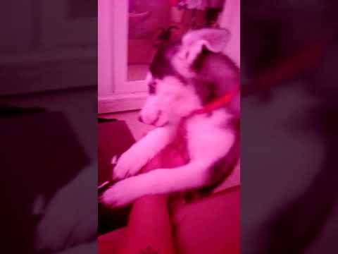 Snow the husky
