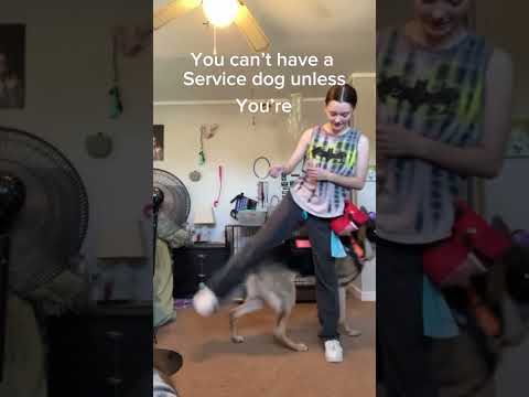You have to be disabled in order to have a service dog