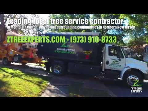 Z Tree Experts - NJ Residential Tree Removal Service