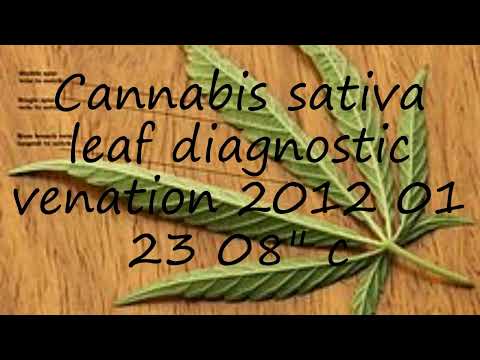 How to pronounce Cannabis sativa leaf diagnostic venation 2012 01 23 08" c in English?