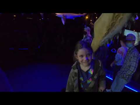Wonders of Wildlife BASS PRO Aquarium & Museum - Time Well Spent - Springfield, MO