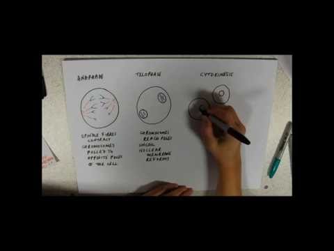 Mitosis Anaphase, Telophase and Cytokinesis