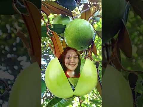 #star apple fruit/kaimoto#trendingshorts