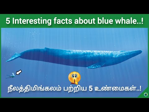 Interesting facts about blue whale | Blue Whale facts | Blue Whales | Tamil | BioWorld | BW